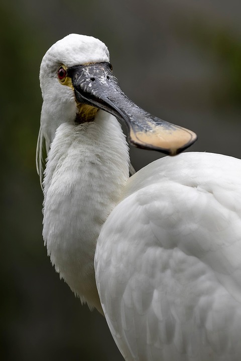 Spoonbill Bird Animal - Free photo on Pixabay