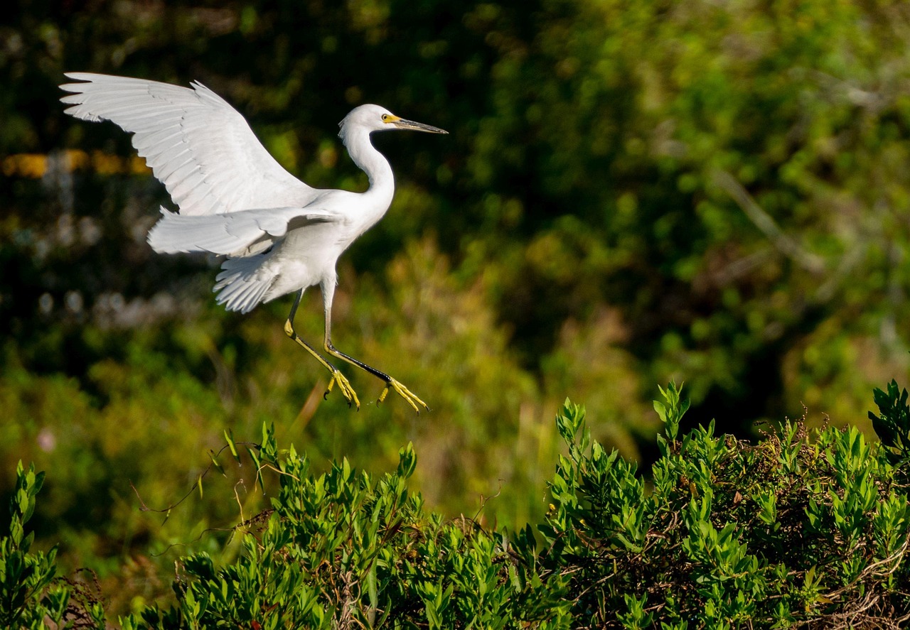 Snowy Egret Bird Animal - Free photo on Pixabay