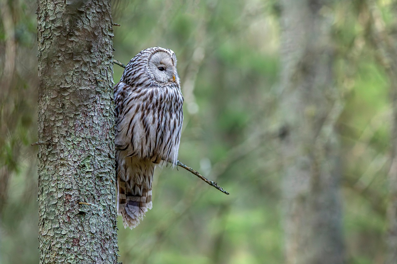 Ural Owl Strix Uralensis Bird - Free photo on Pixabay