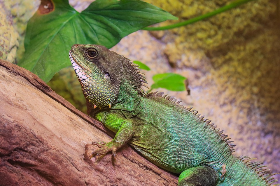 Water Dragon Lizard Reptile Green - Free photo on Pixabay