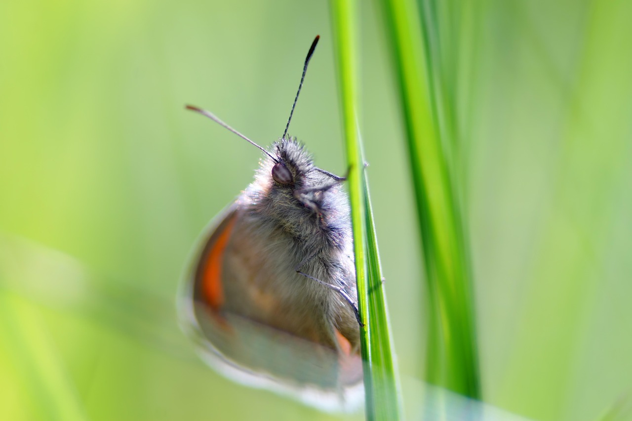 Large Heath Common Ringlet - Free photo on Pixabay