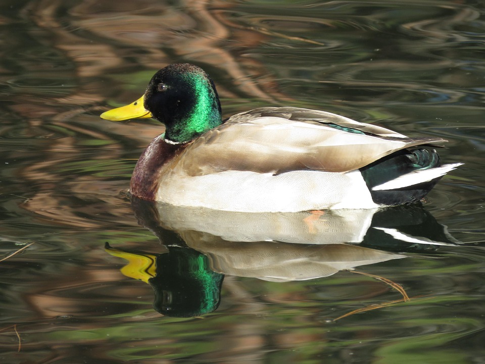 Duck Nature Wildlife - Free photo on Pixabay