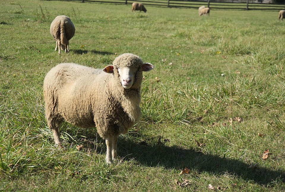 Aries Animal Nature - Free photo on Pixabay