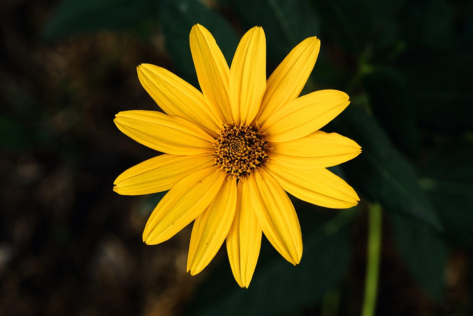 Yellow Flower Wildflower Sunflower - Free photo on Pixabay