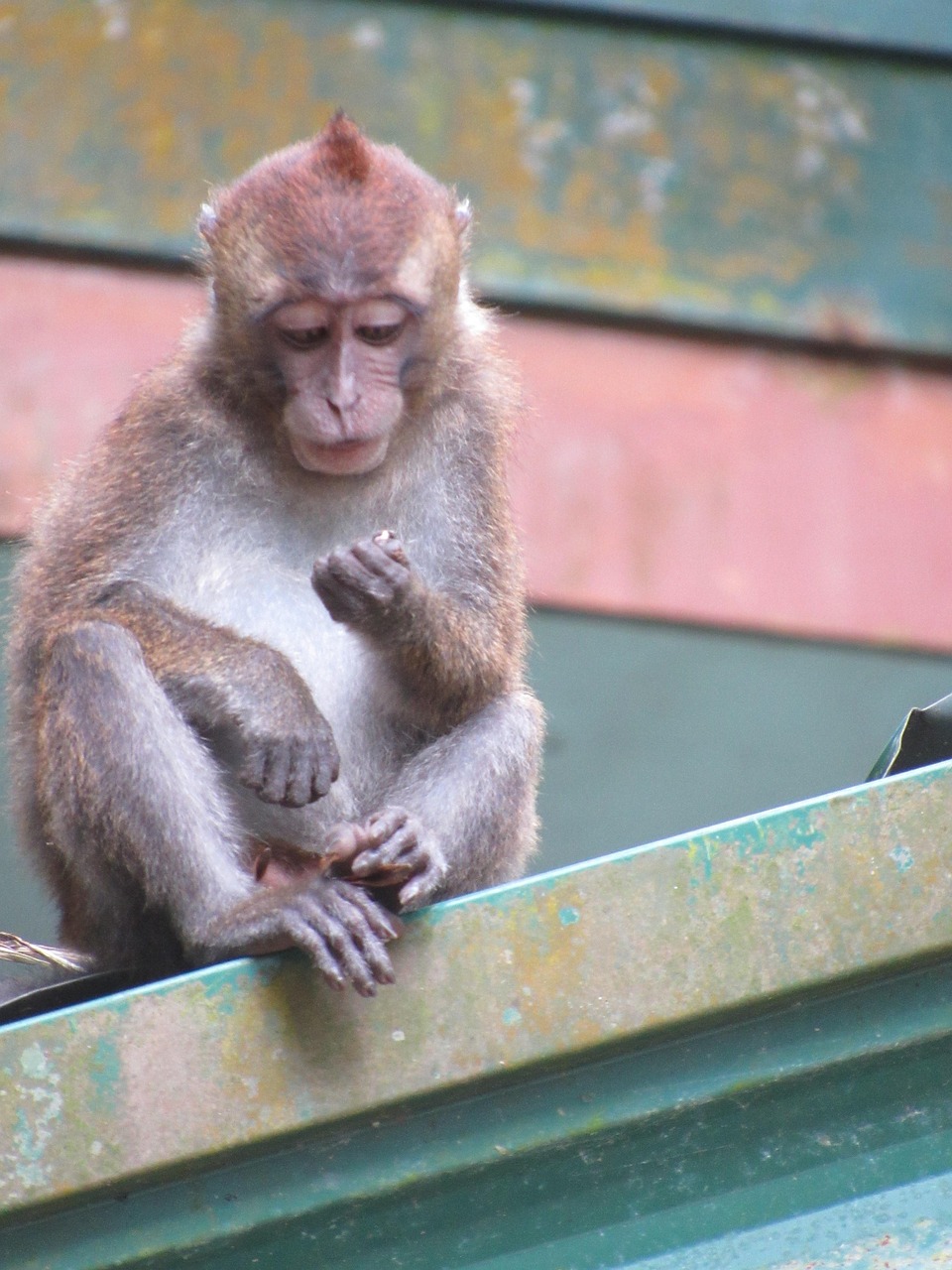 Macaco Primata Animais Selvagens - Foto gratuita no Pixabay