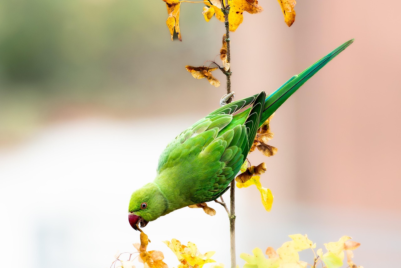 Bird Green Parrot Wings - Free photo on Pixabay
