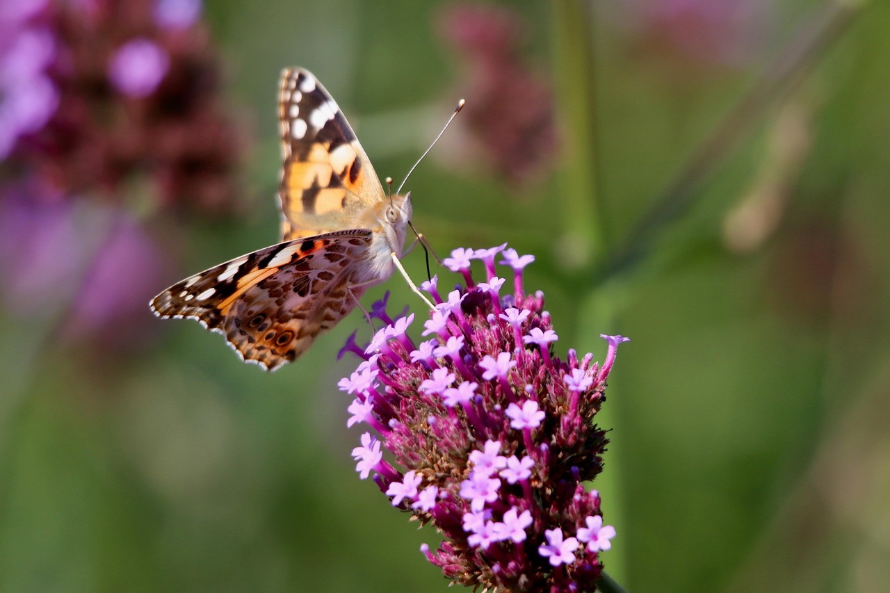 Vanessa Cardui Butterfly Insect - Free photo on Pixabay