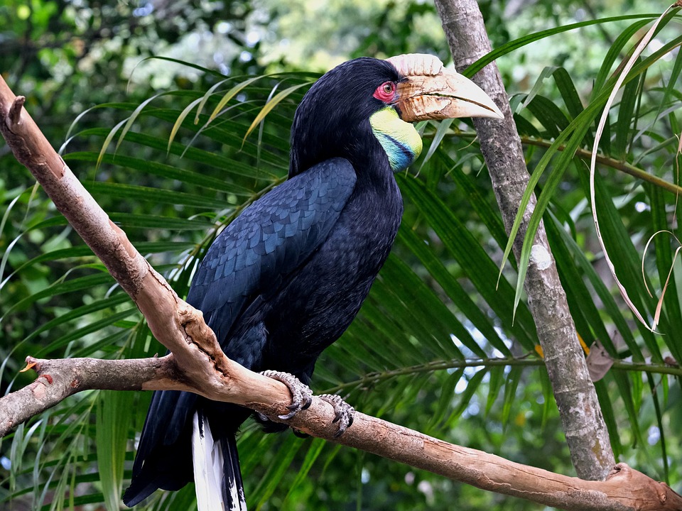 Horny Bill Bird Animal - Free photo on Pixabay