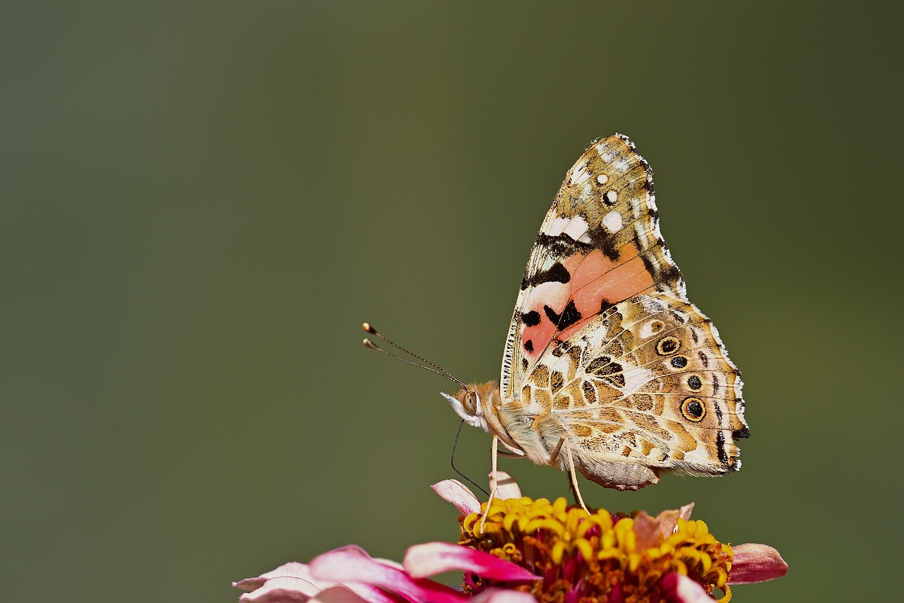30,000+ Free Butterfly Pictures & Images [HD] - Pixabay