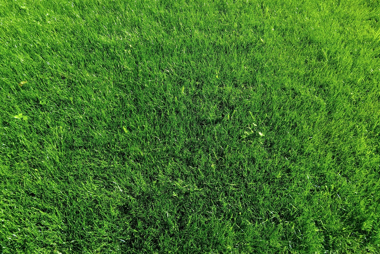 Rumput Tekstur Padang - Foto gratis di Pixabay