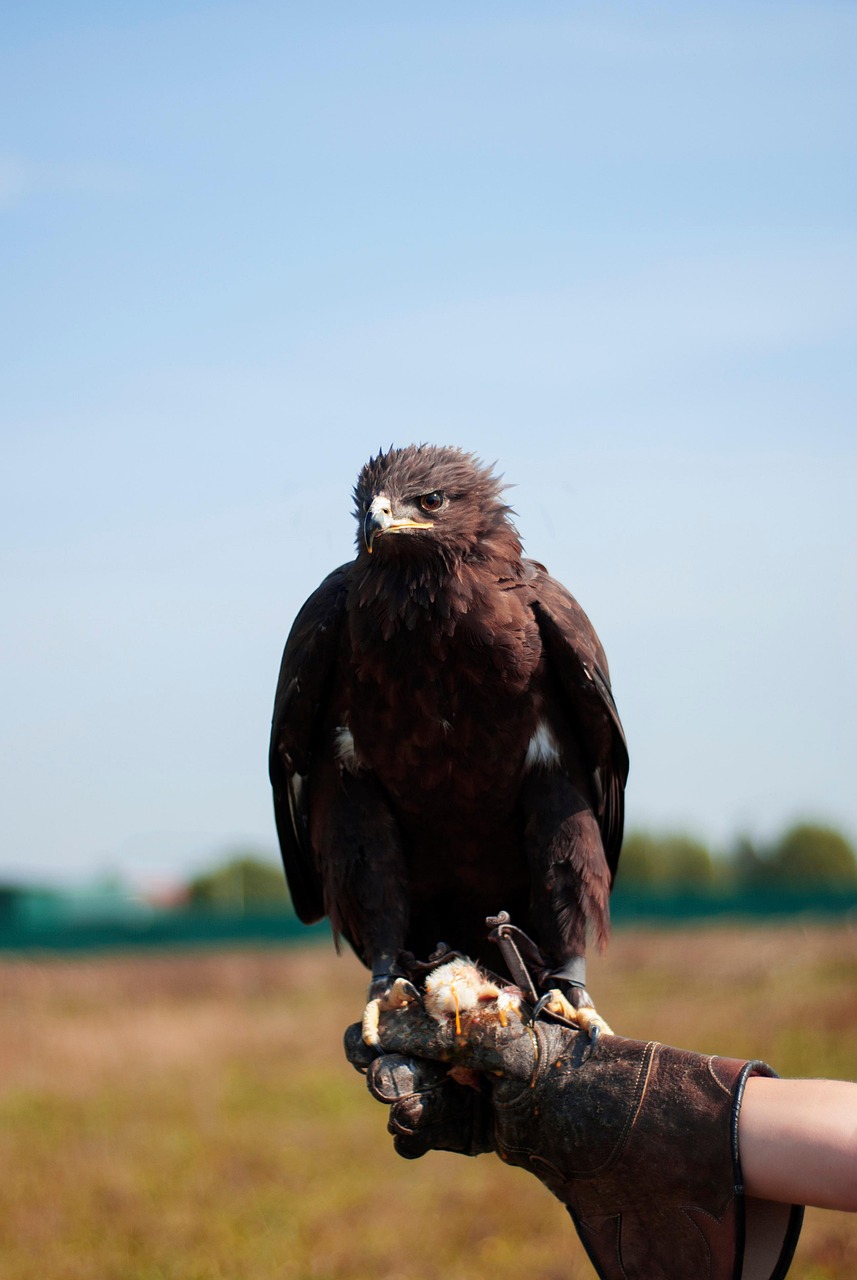 Bird Eagle Ornithology - Free photo on Pixabay