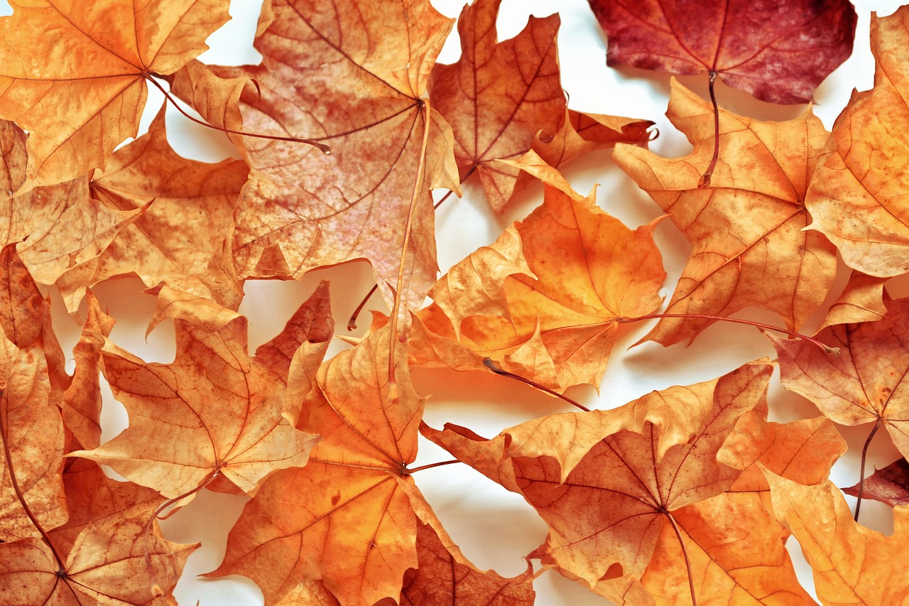 Leaves Foliage Autumn - Free photo on Pixabay