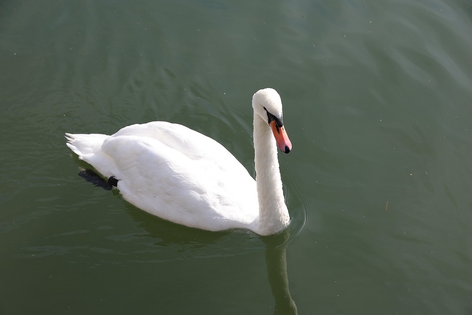 Swan Bird Animal White - Free photo on Pixabay