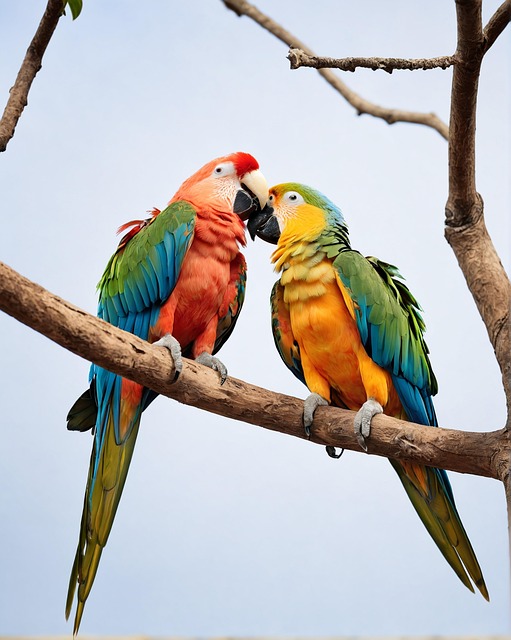 Bird Parrot Ornithology - Free photo on Pixabay
