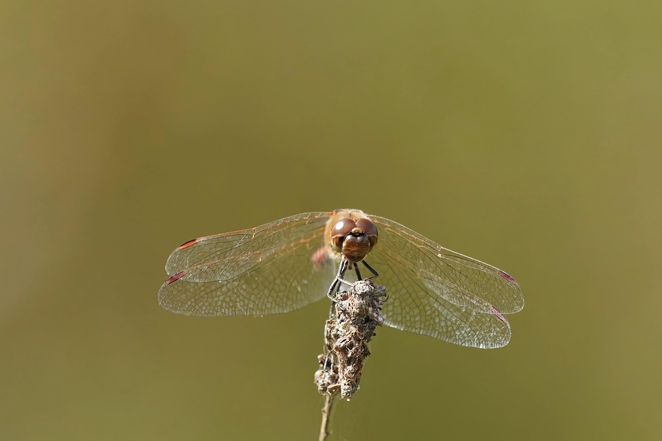 Dragon-Fly Insect Nature Close - Free photo on Pixabay