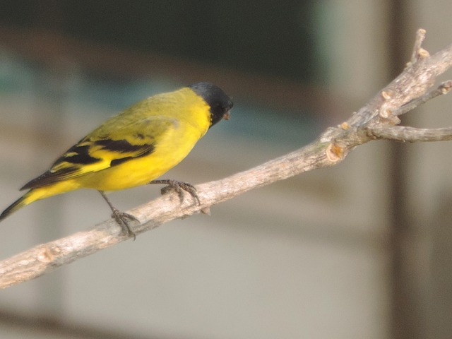 Vogel Stieglitz Gelb - Kostenloses Bild auf Pixabay