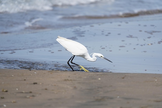 Bird Egret Ornithology - Free photo on Pixabay
