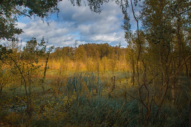 Nature Heather Schleswig-Holstein - Free photo on Pixabay