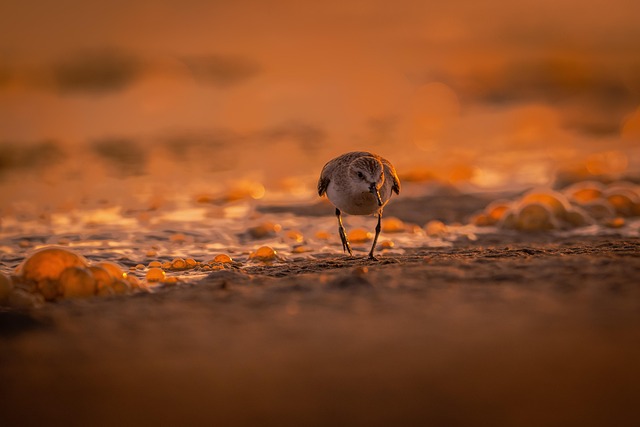 Vogel Tierwelt Federn - Kostenloses Foto auf Pixabay