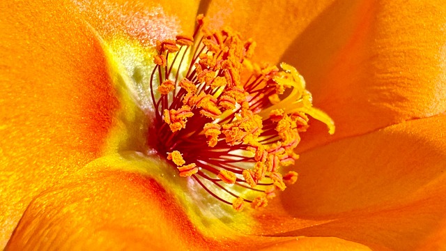 60,000+ Free Beautiful Flower 4K Ultra Hd & 4K Wallpaper Images - Pixabay