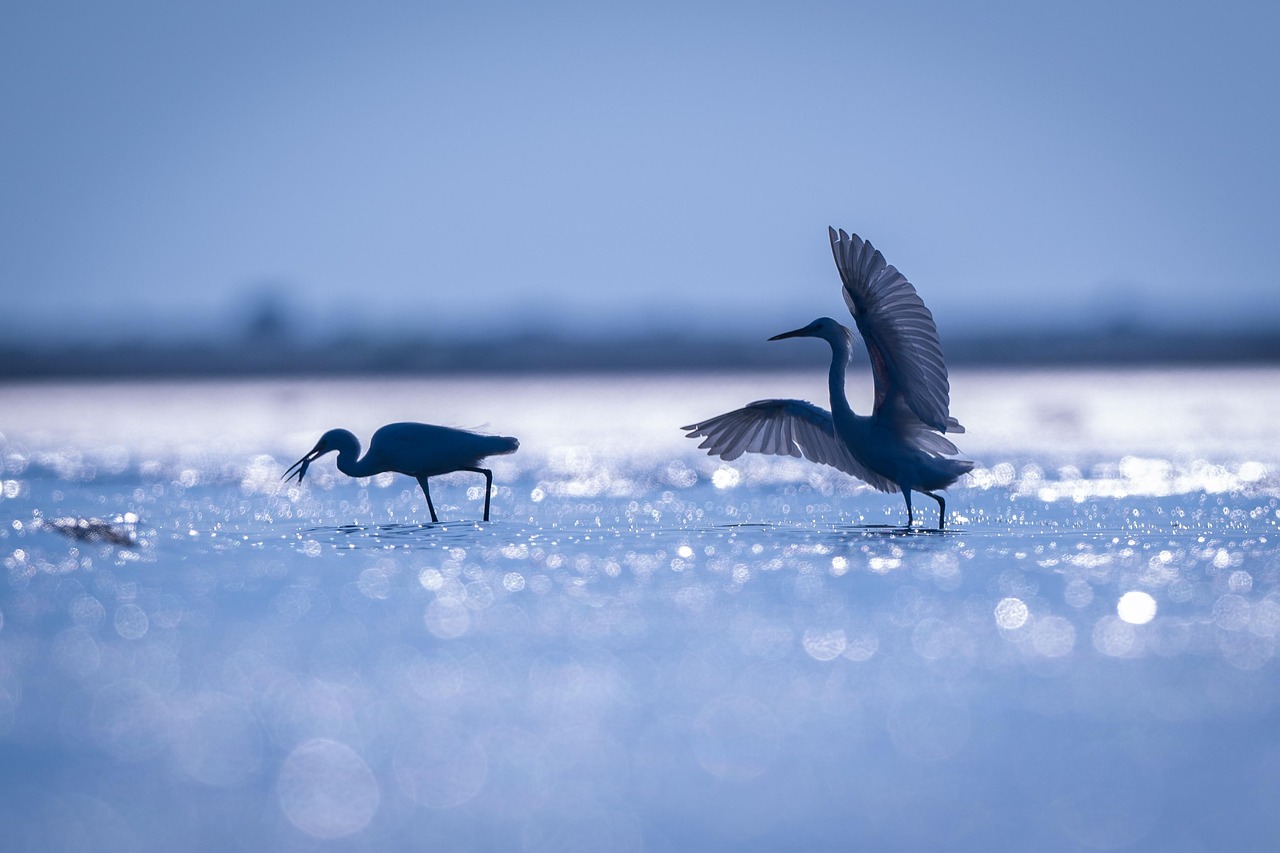 Bird Nature Wildlife - Free photo on Pixabay
