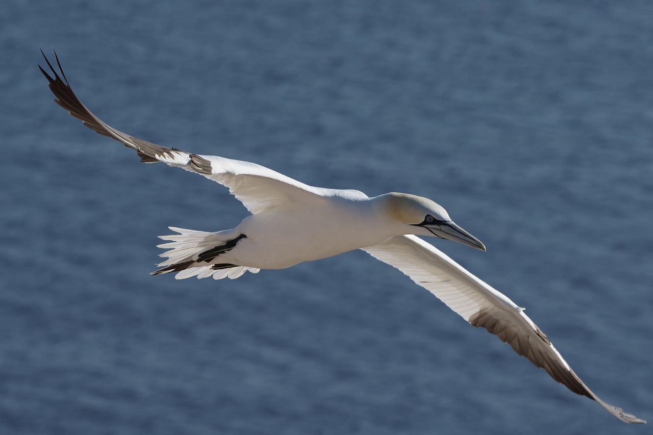 Wildlife Seabirds Sea North - Free photo on Pixabay