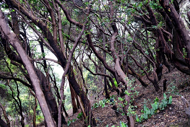 Wooden Forest Nature Trees - Free photo on Pixabay