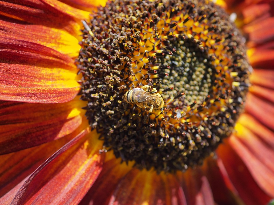 Sunflower Bee Pollination - Free photo on Pixabay