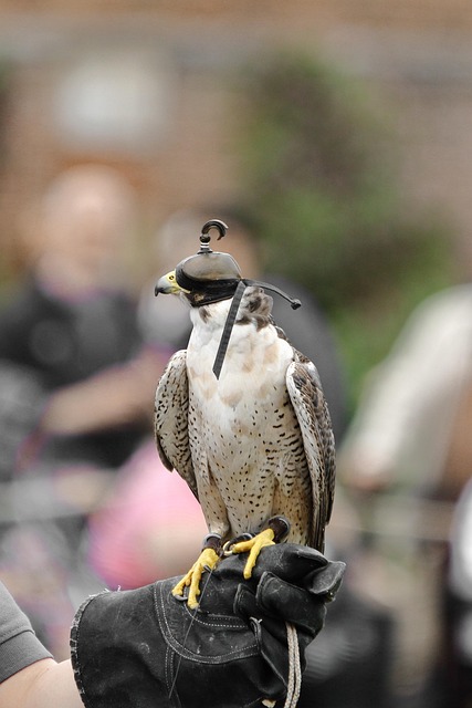 Peregrine Falcon Elang Burung - Foto gratis di Pixabay