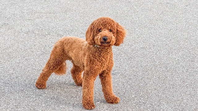 Dog Poodle Snicker Doodle - Free photo on Pixabay