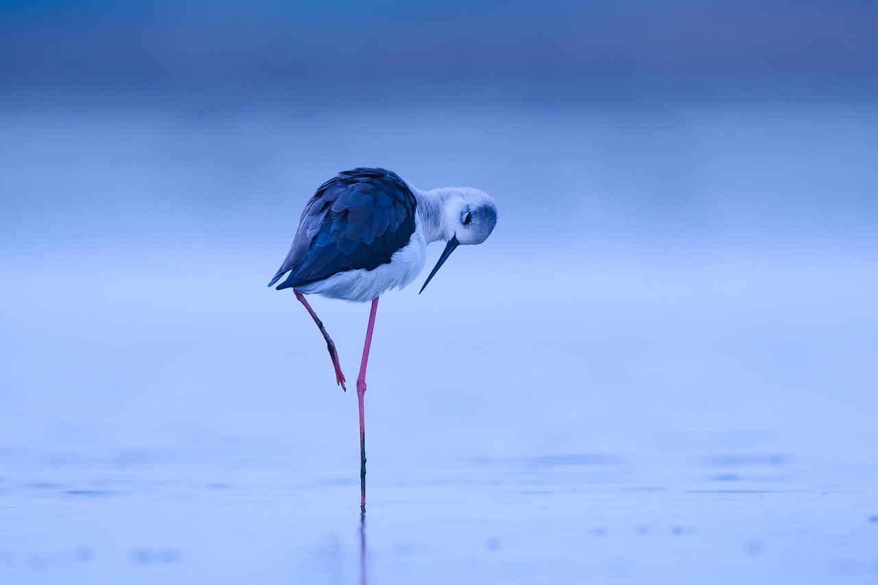 Bird Stilt Ornithology - Free photo on Pixabay