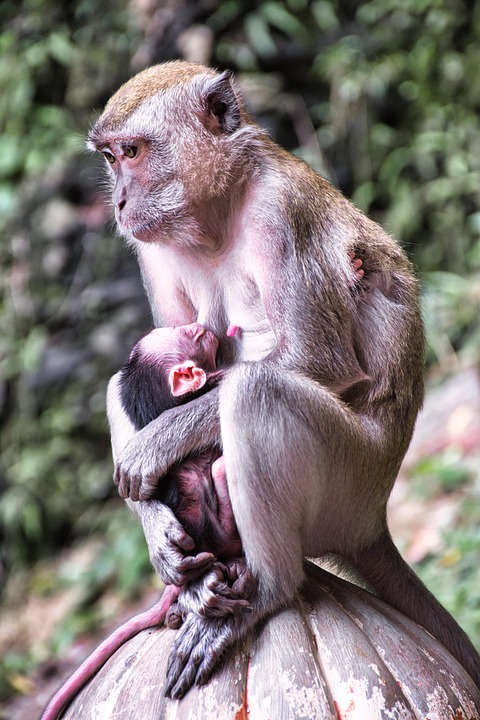 Monkey Infant Mother - Free photo on Pixabay