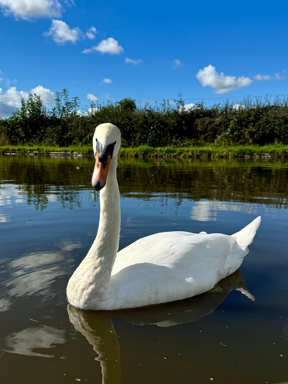 Swan Canal Nature In - Free photo on Pixabay