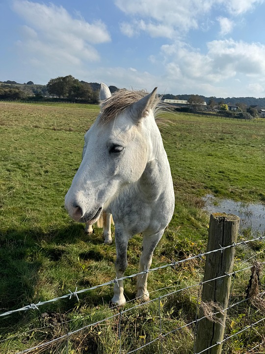 White Horse Nature - Free photo on Pixabay