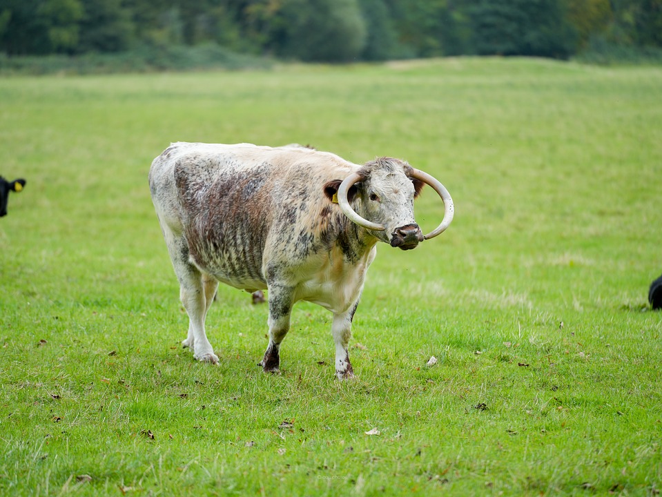 English Longhorn Cow Animal - Free photo on Pixabay