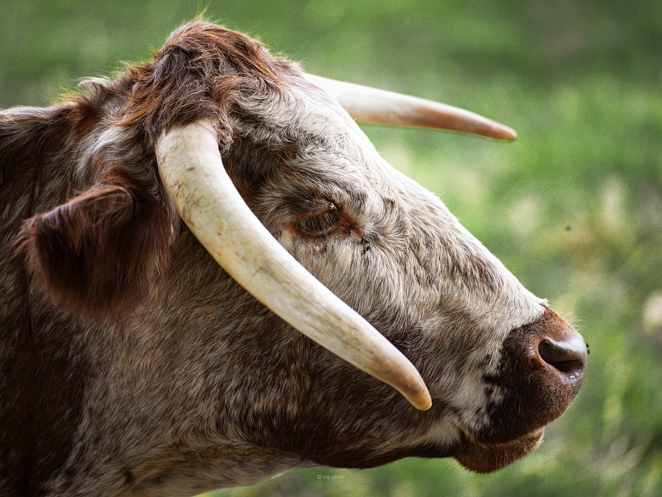 English Longhorn Cow Animal - Free photo on Pixabay