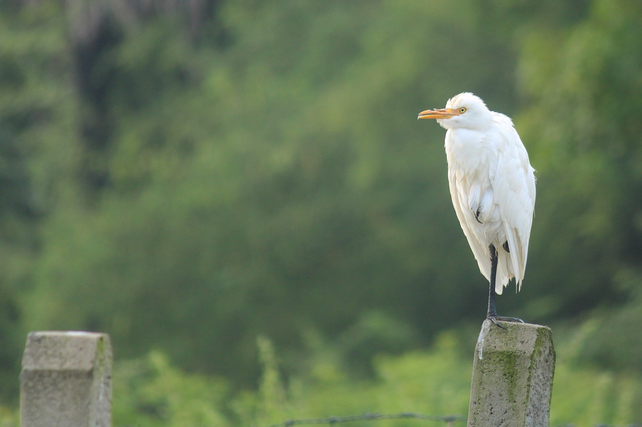Egret Bird Nature - Free photo on Pixabay