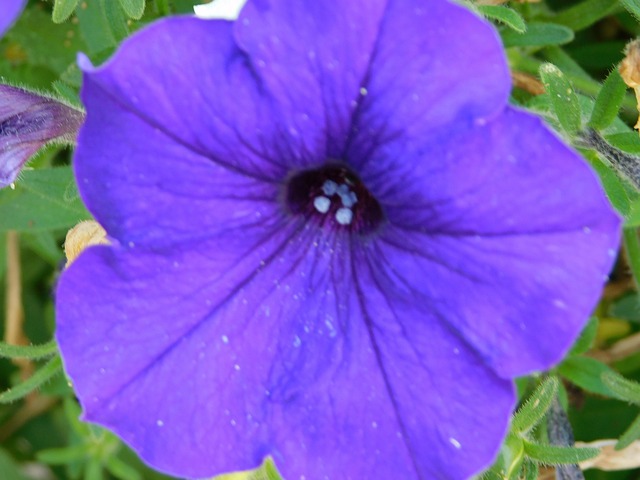 Purple Flower Bloom Nature - Free photo on Pixabay