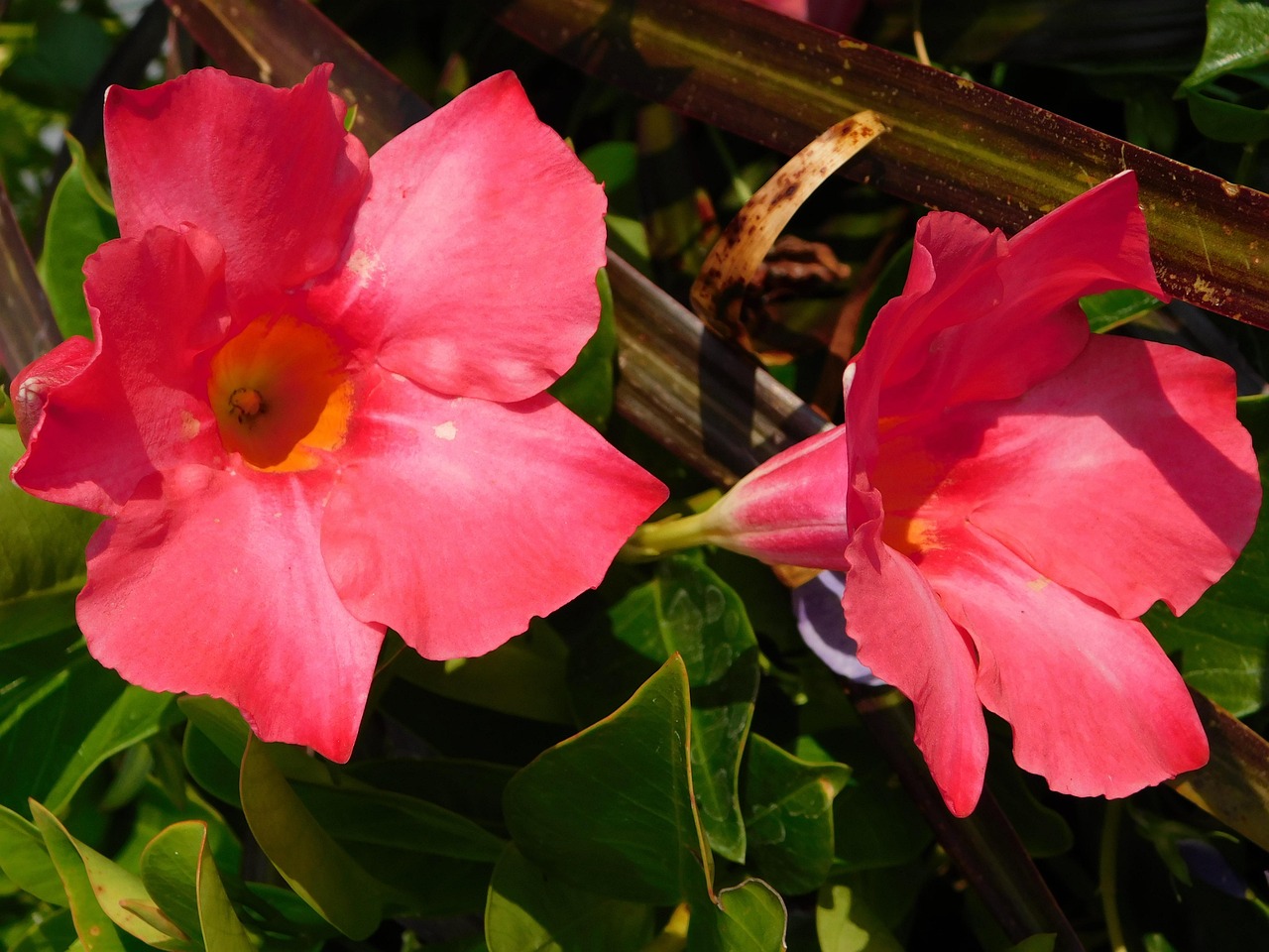Last Blooms In Autumn Flower - Free photo on Pixabay