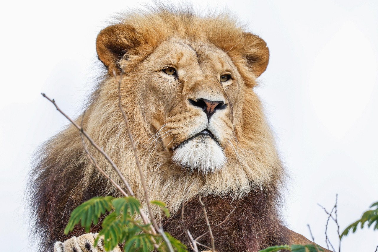 Lion Animal Mammal Big - Free photo on Pixabay