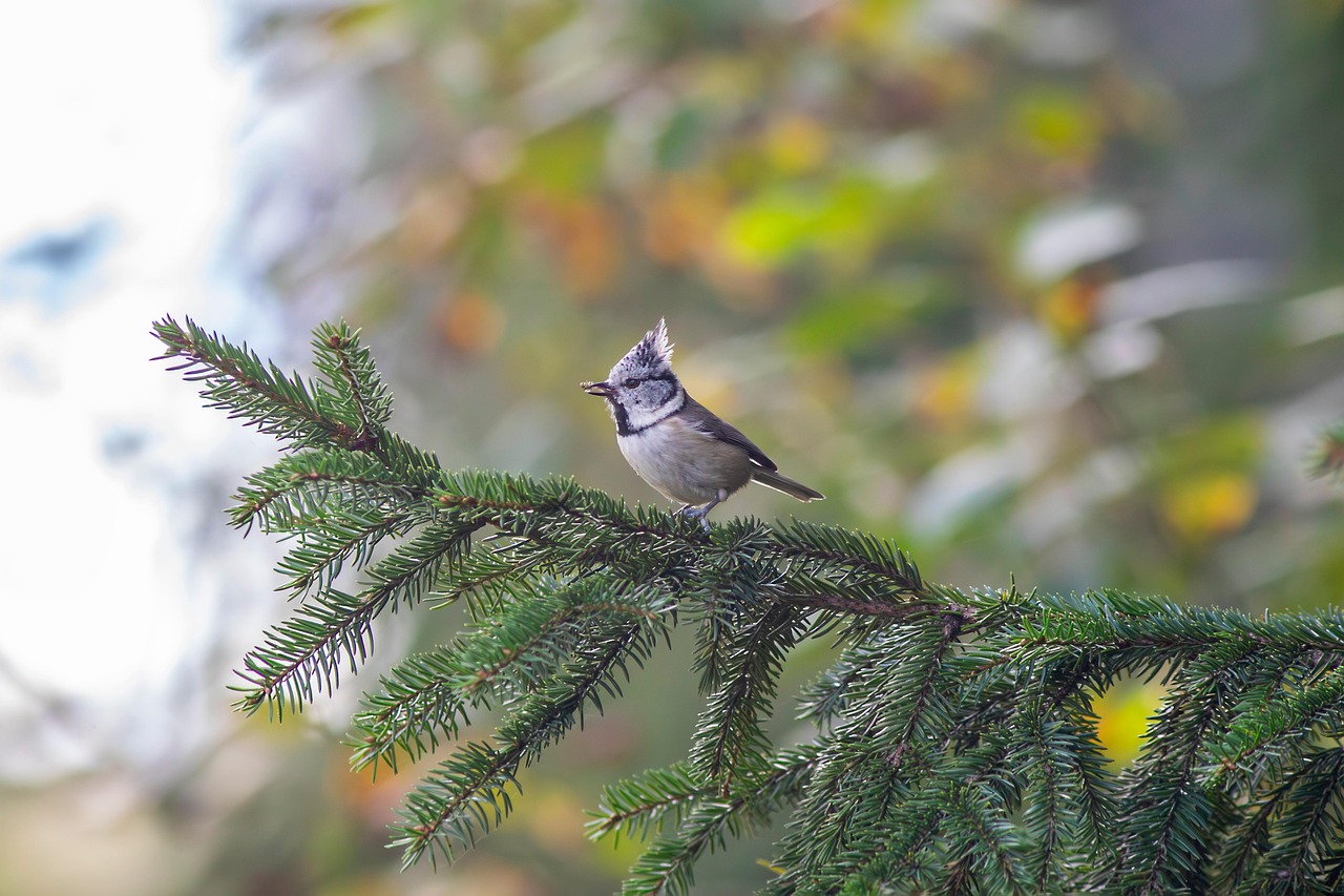 Nature Animal Animals In The Wild - Free photo on Pixabay