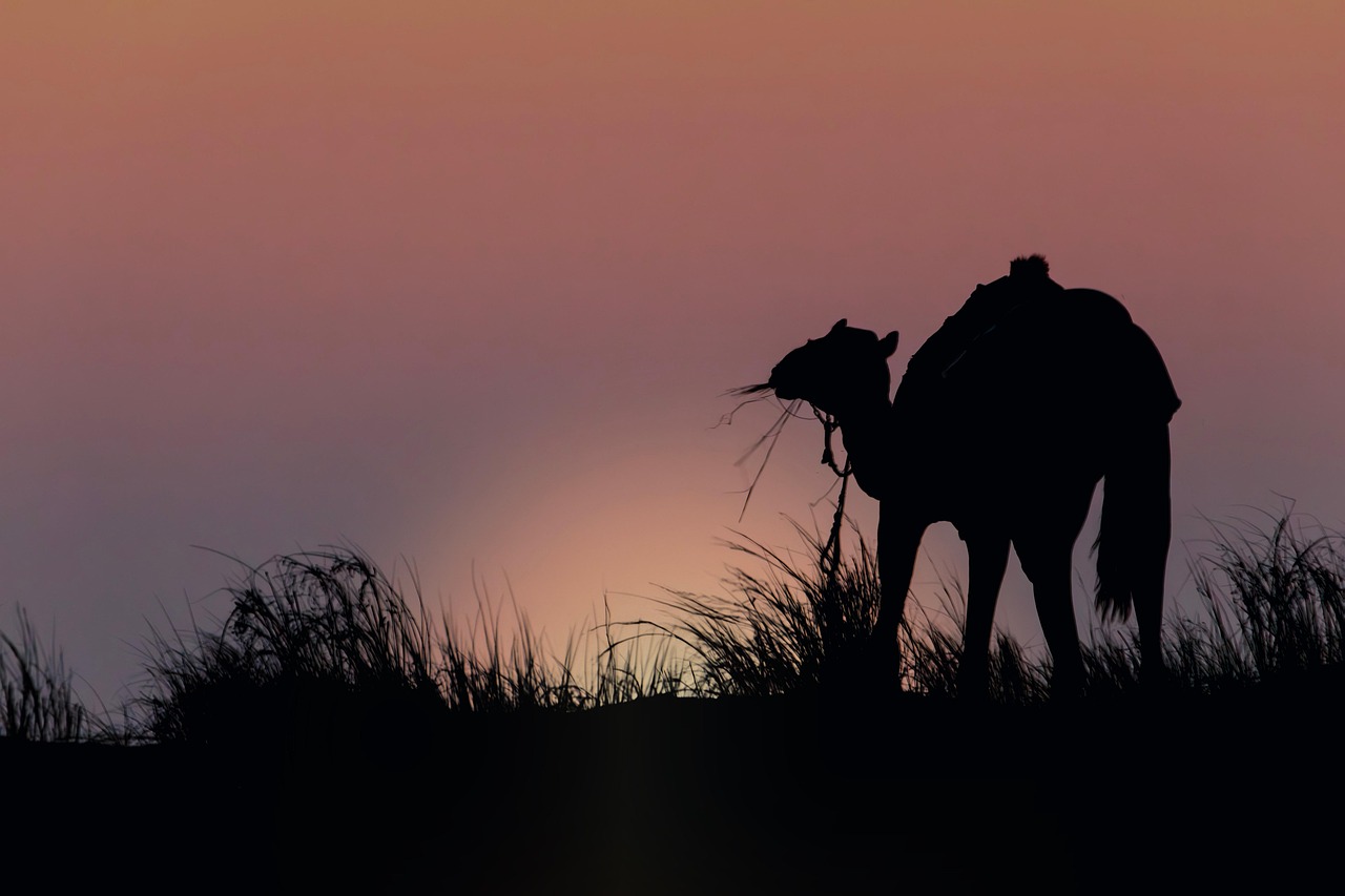 Camel Nature Desert - Free photo on Pixabay