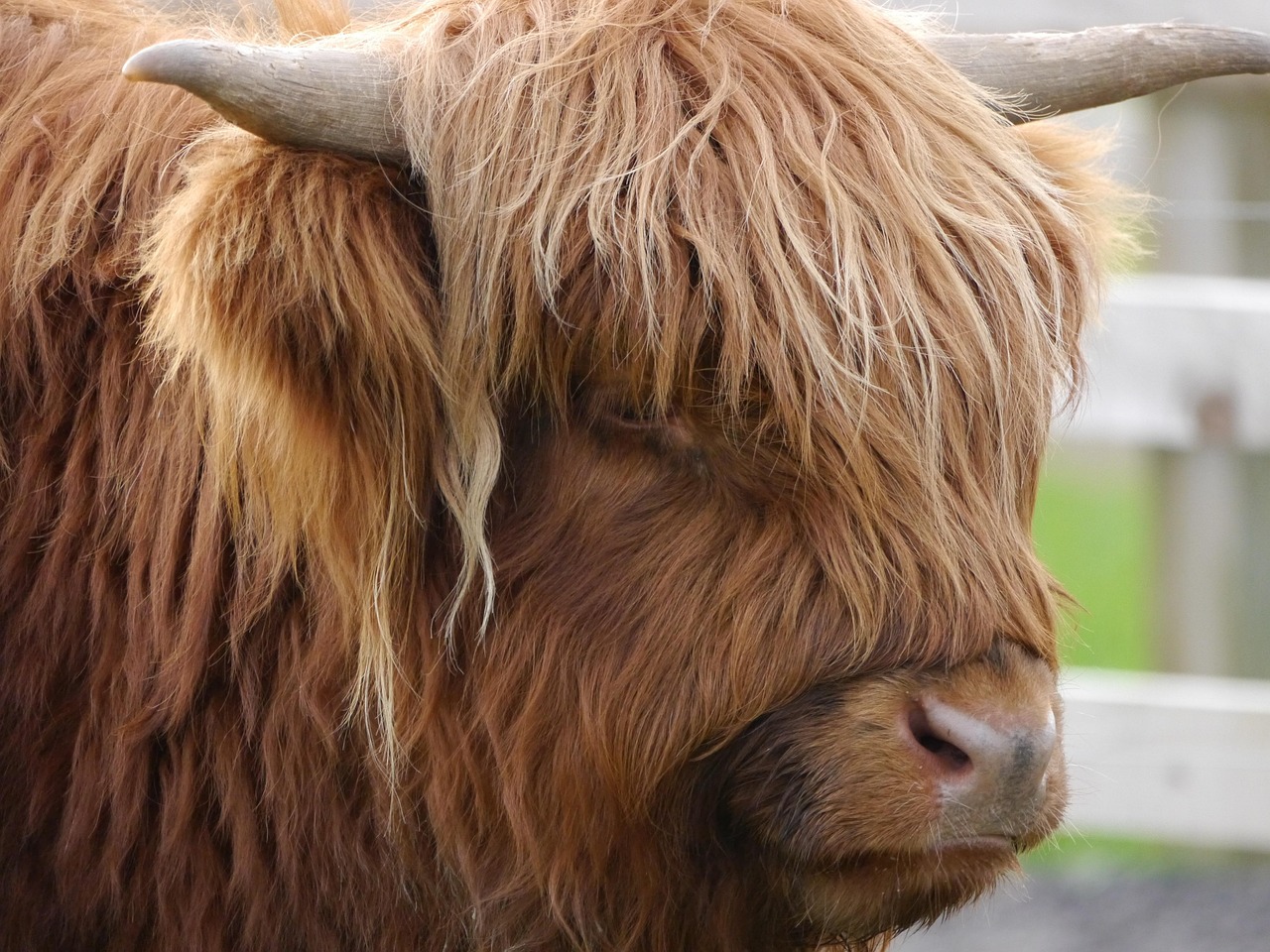 Cow Animal Cattle - Free photo on Pixabay