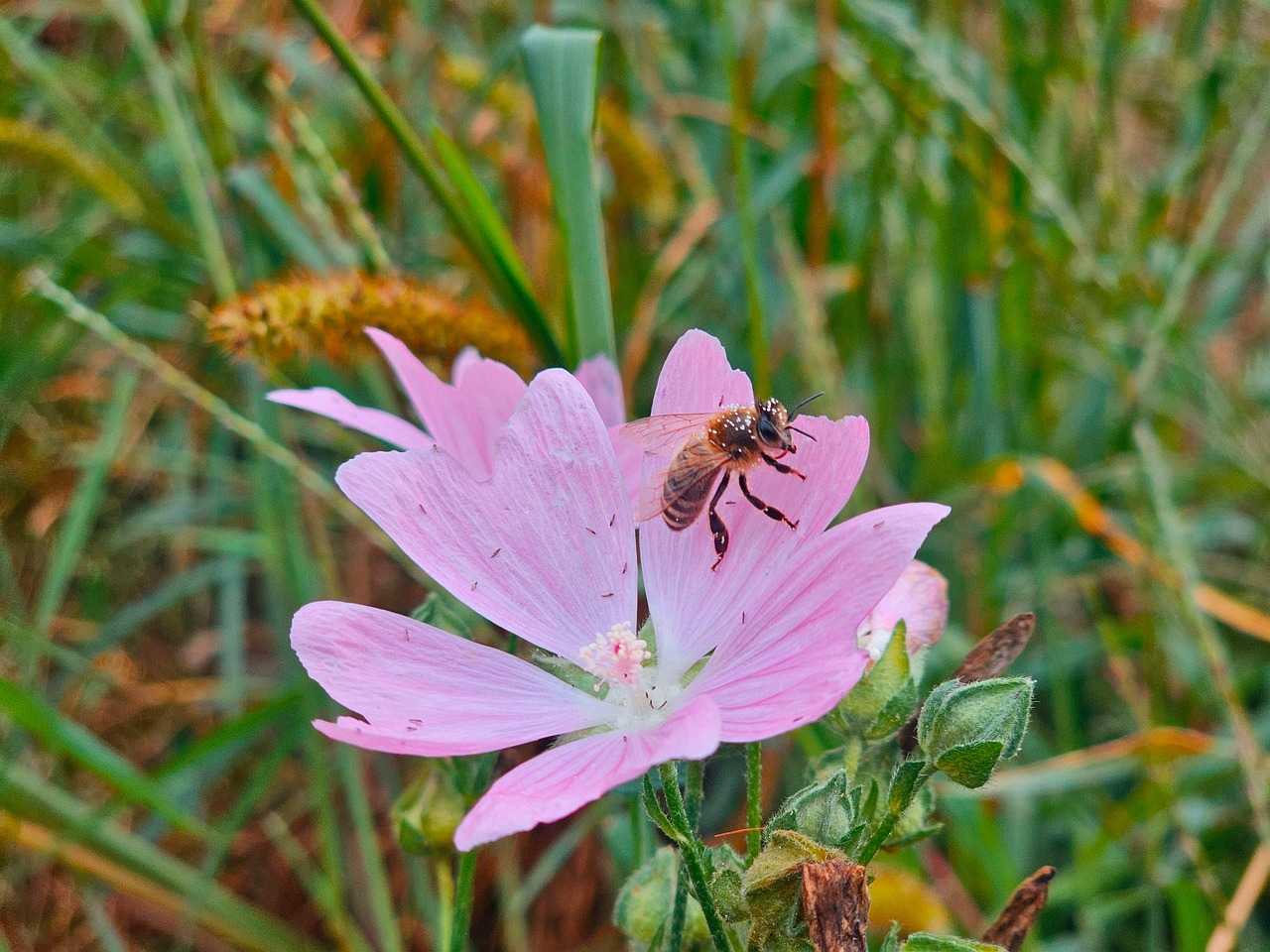 Fleurs Sauvages Prairie De - Photo gratuite sur Pixabay
