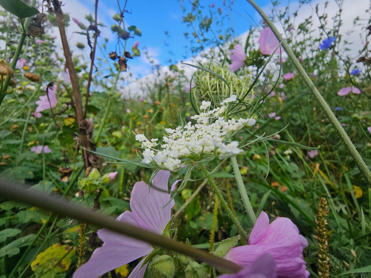 Fleurs Sauvages Prairie De - Photo gratuite sur Pixabay