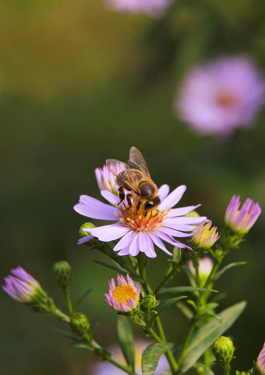 Aster Bee Insect Free Photo On Pixabay