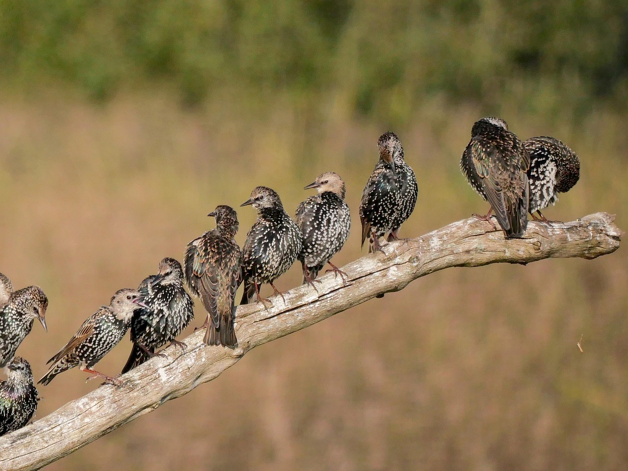Starlings Birds Animals - Free photo on Pixabay