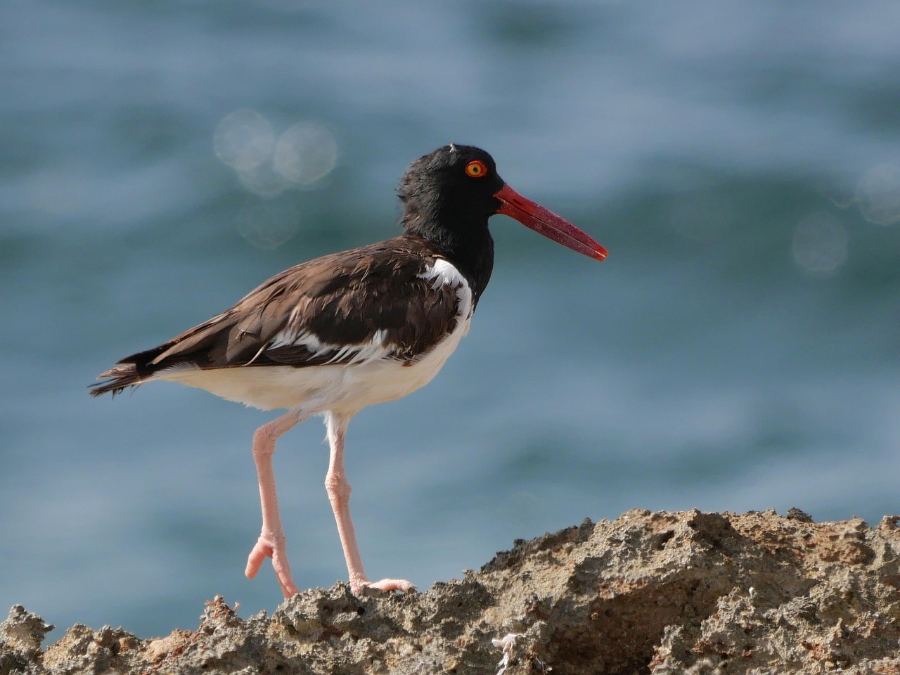 Oystercatcher Bird Animal American - Free photo on Pixabay