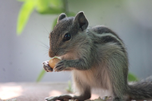 Squirral Animal Mammal - Free photo on Pixabay