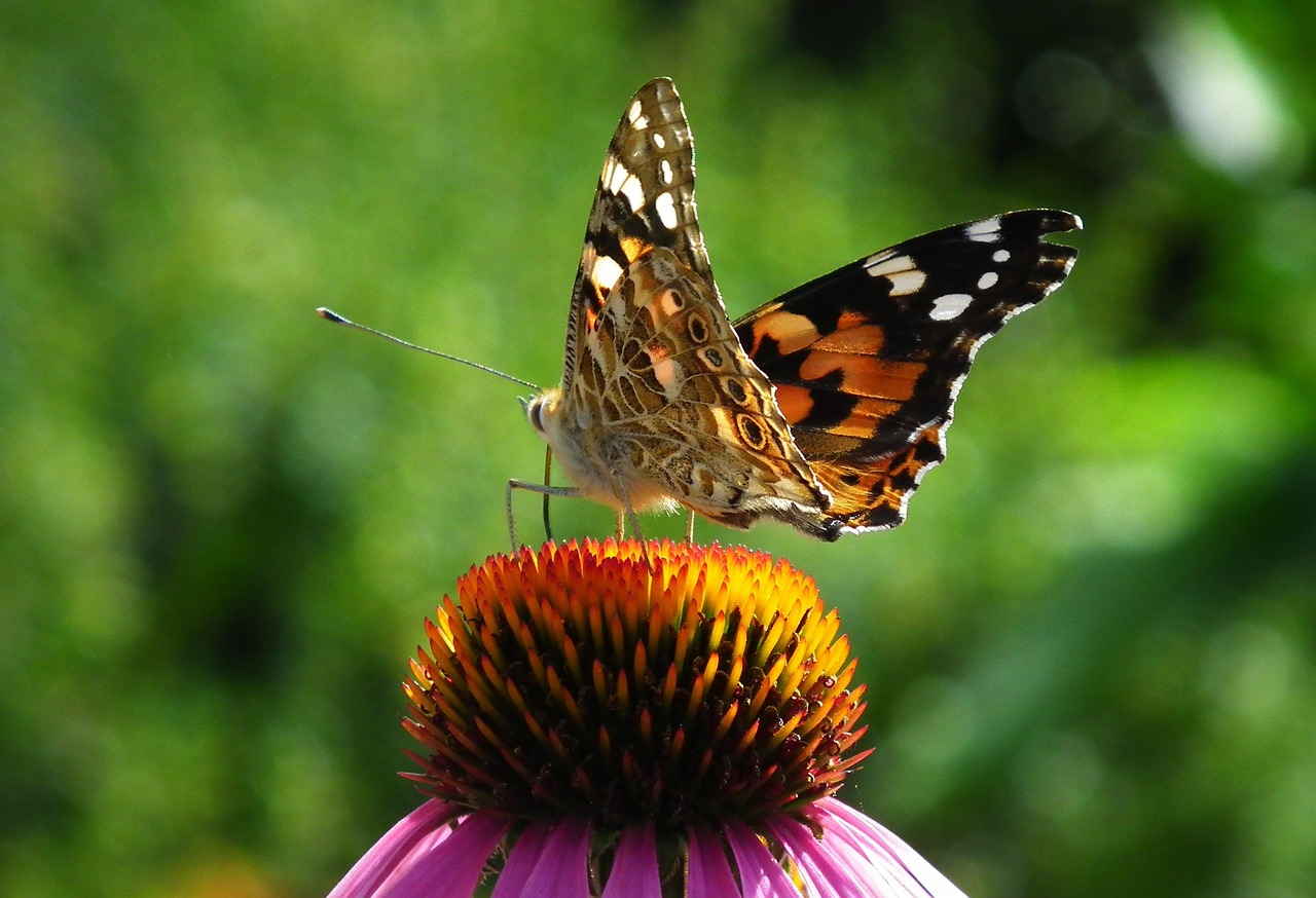 Butterflies Insects Summer - Free photo on Pixabay